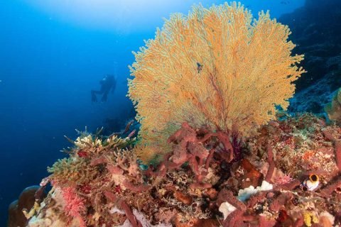 Sali Bay Dive Resort, a diving paradise in South Halmahera - North Maluku