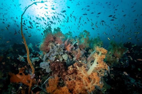 Sali Bay Dive Resort, a diving paradise in South Halmahera - North Maluku