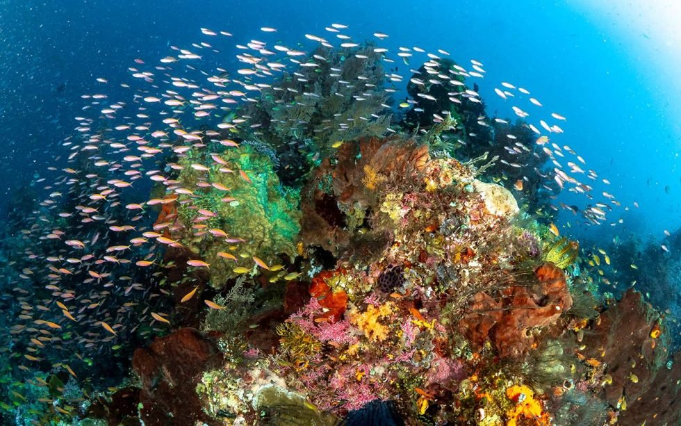 Sali Bay Dive Resort, South Halmahera - North Maluku